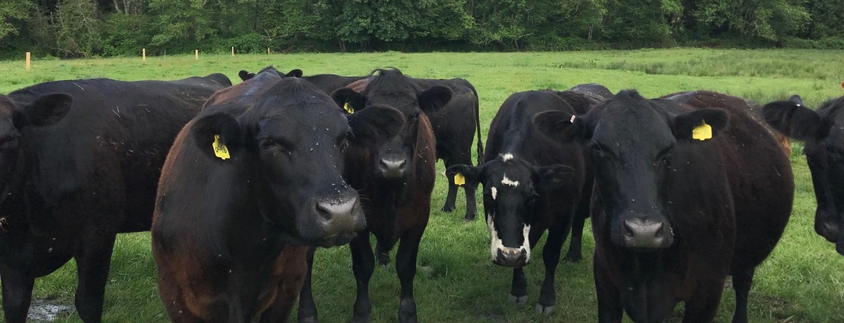 Our Happy Cows – upper samish farm